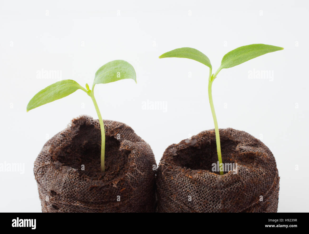 Young chili plants hi-res stock photography and images - Alamy