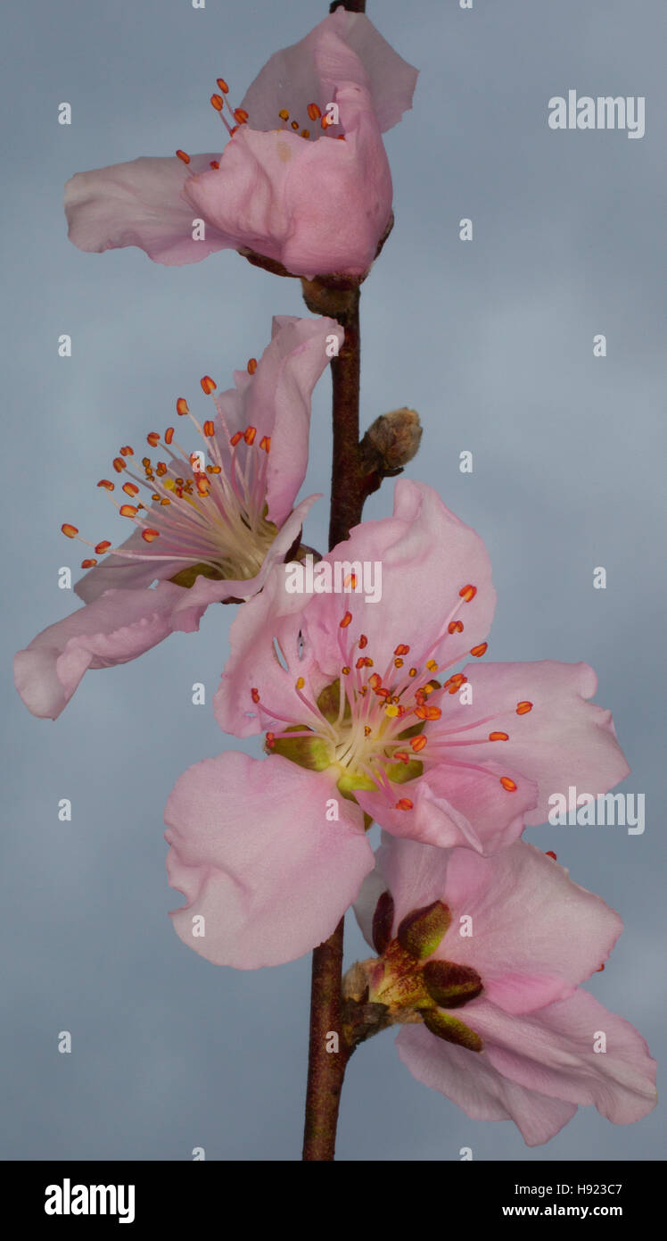 Nectarine tree hi-res stock photography and images - Alamy