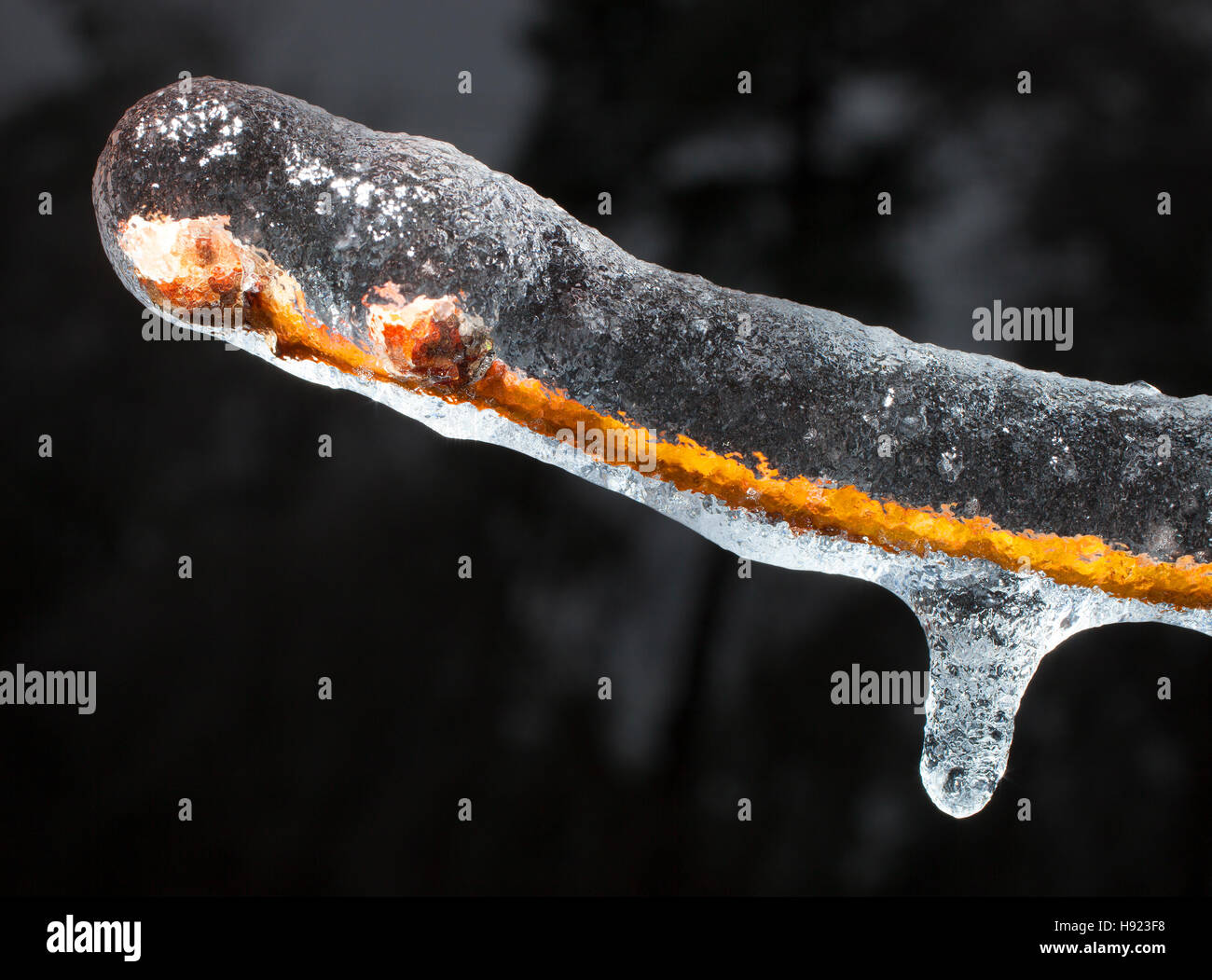 Single icicle forming on the bottom of a tree branch Stock Photo - Alamy