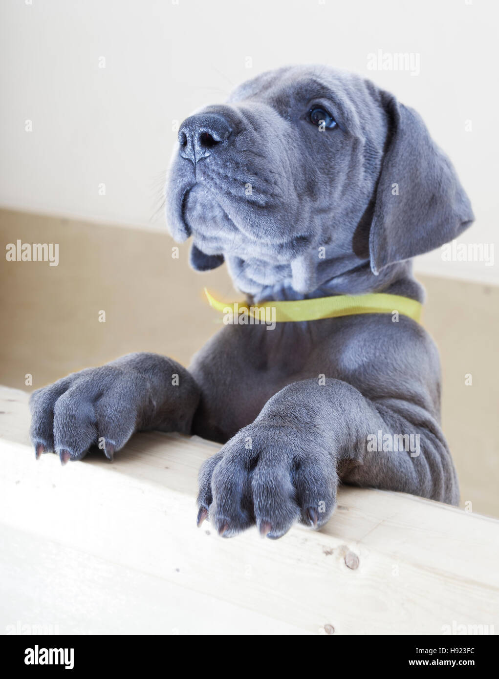 Blue Great Dane puppy in a crate looking slightly up Stock Photo - Alamy