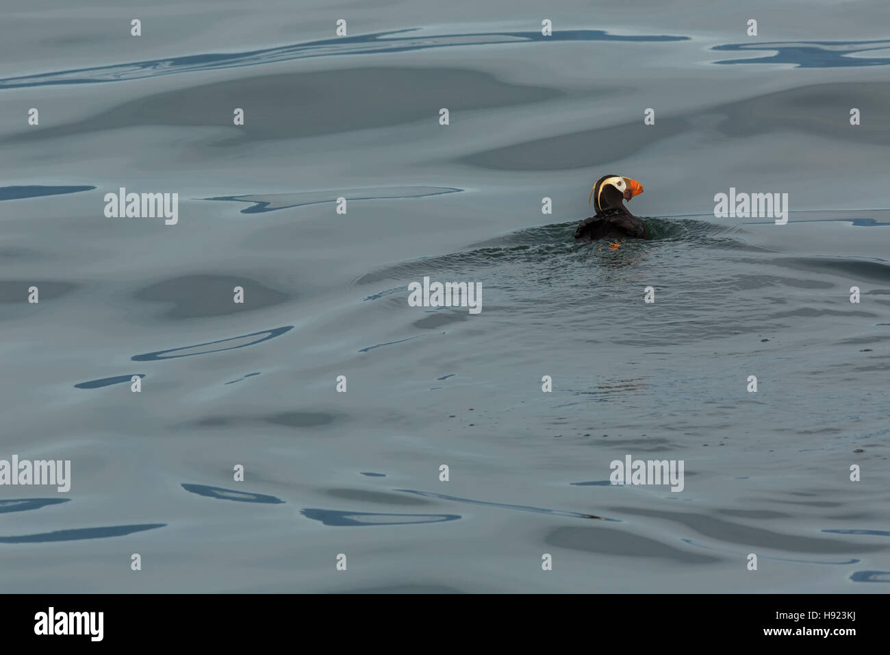Tufted puffin swim in the waters of Pacific Ocean Stock Photo - Alamy