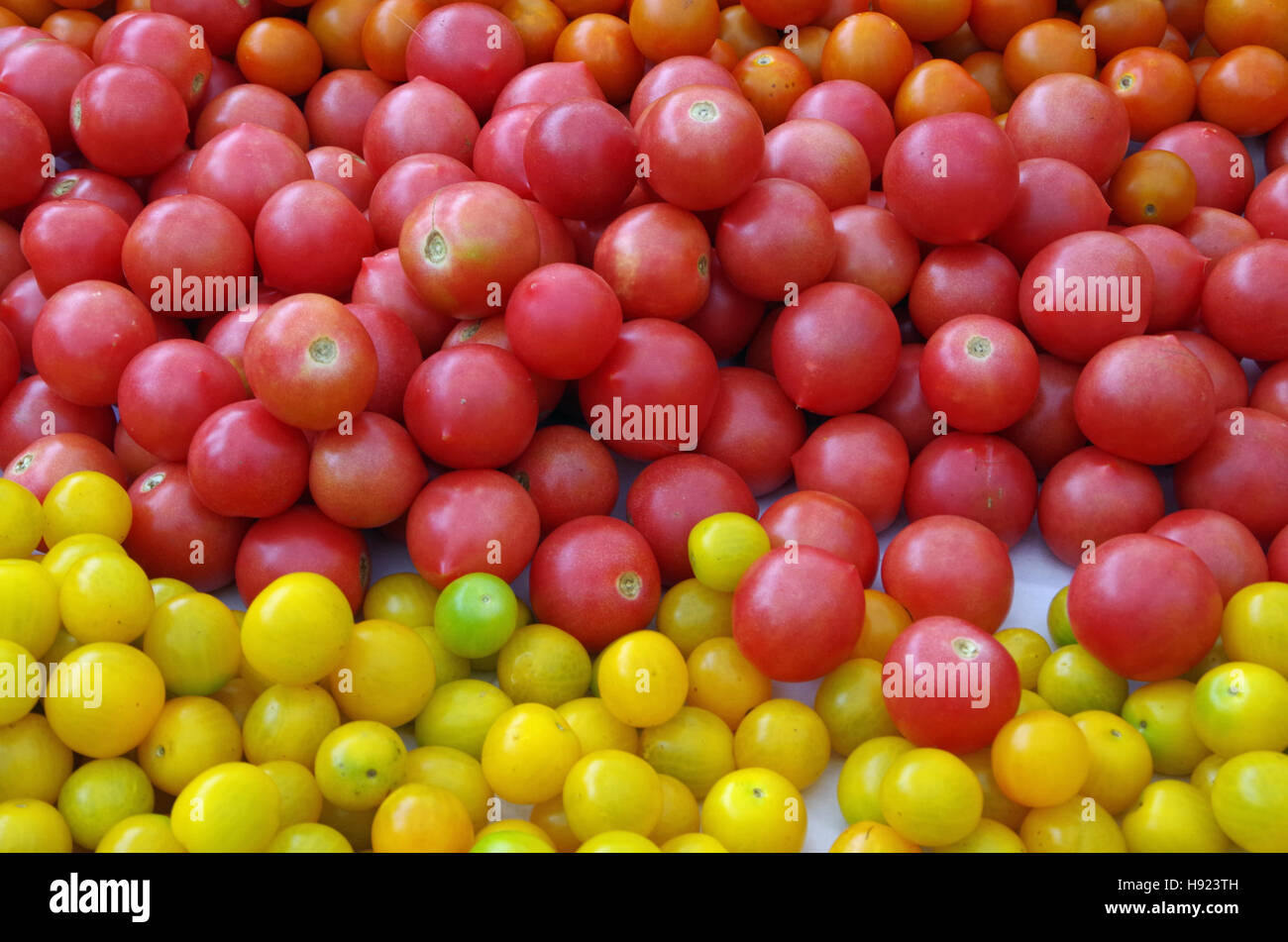 Rows of loose yellow red and orange cherry tomatoes Stock Photo - Alamy