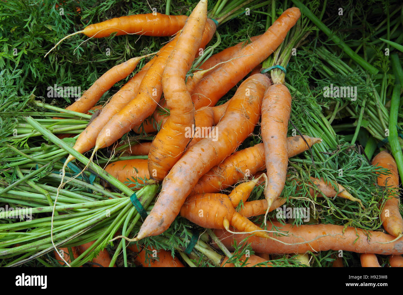 Carrots with their tops hi-res stock photography and images - Alamy