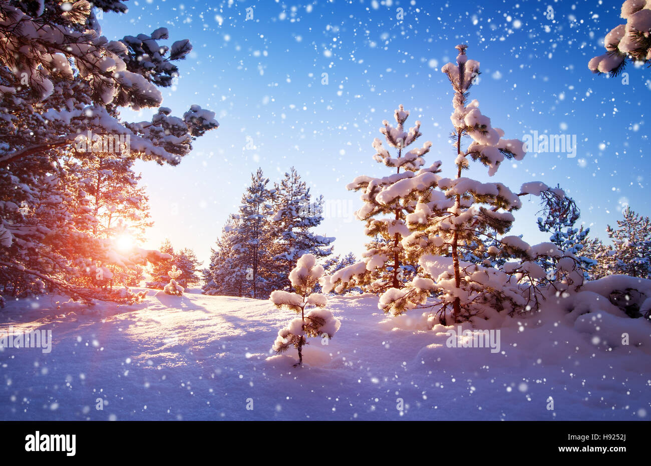 Tree in winter landscape Stock Photo - Alamy