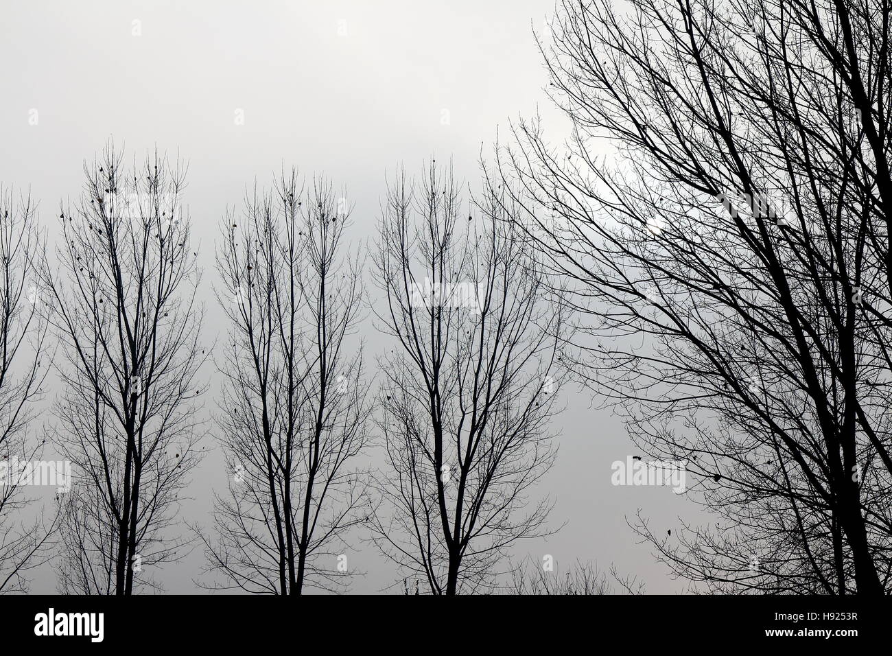 Silhouette of backlit trees anche branches in a foggy winter day Stock ...