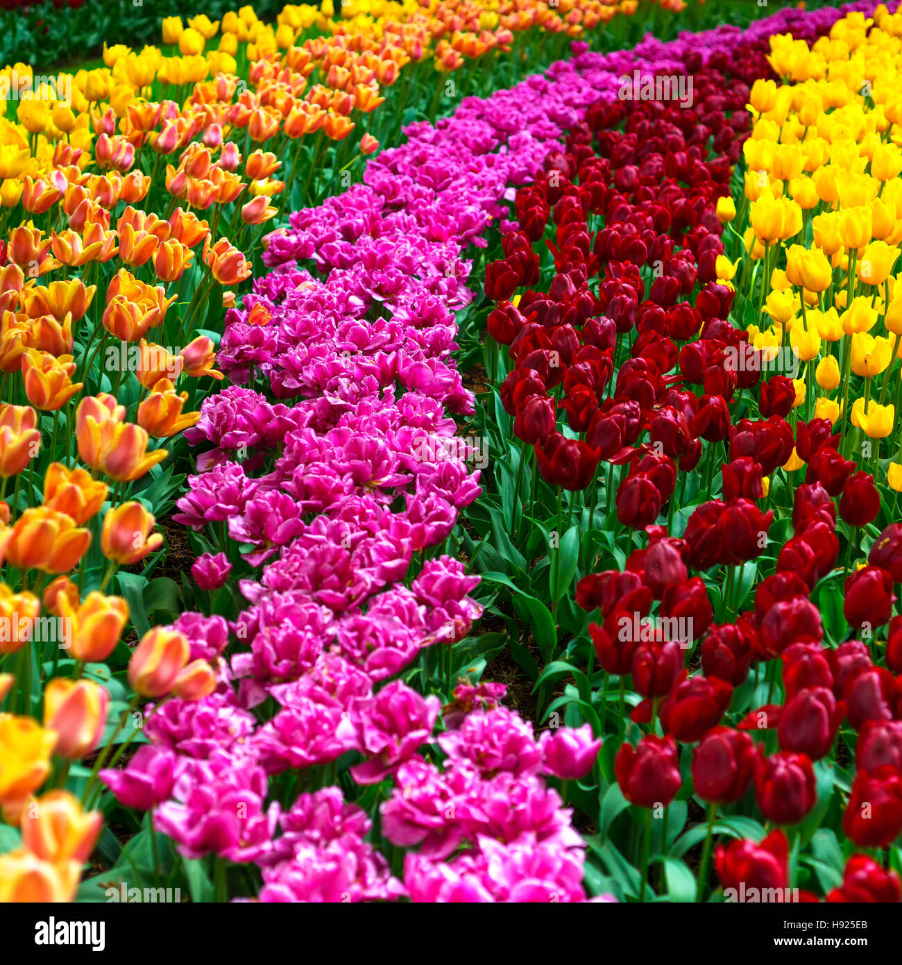 Colorful Flower Garden