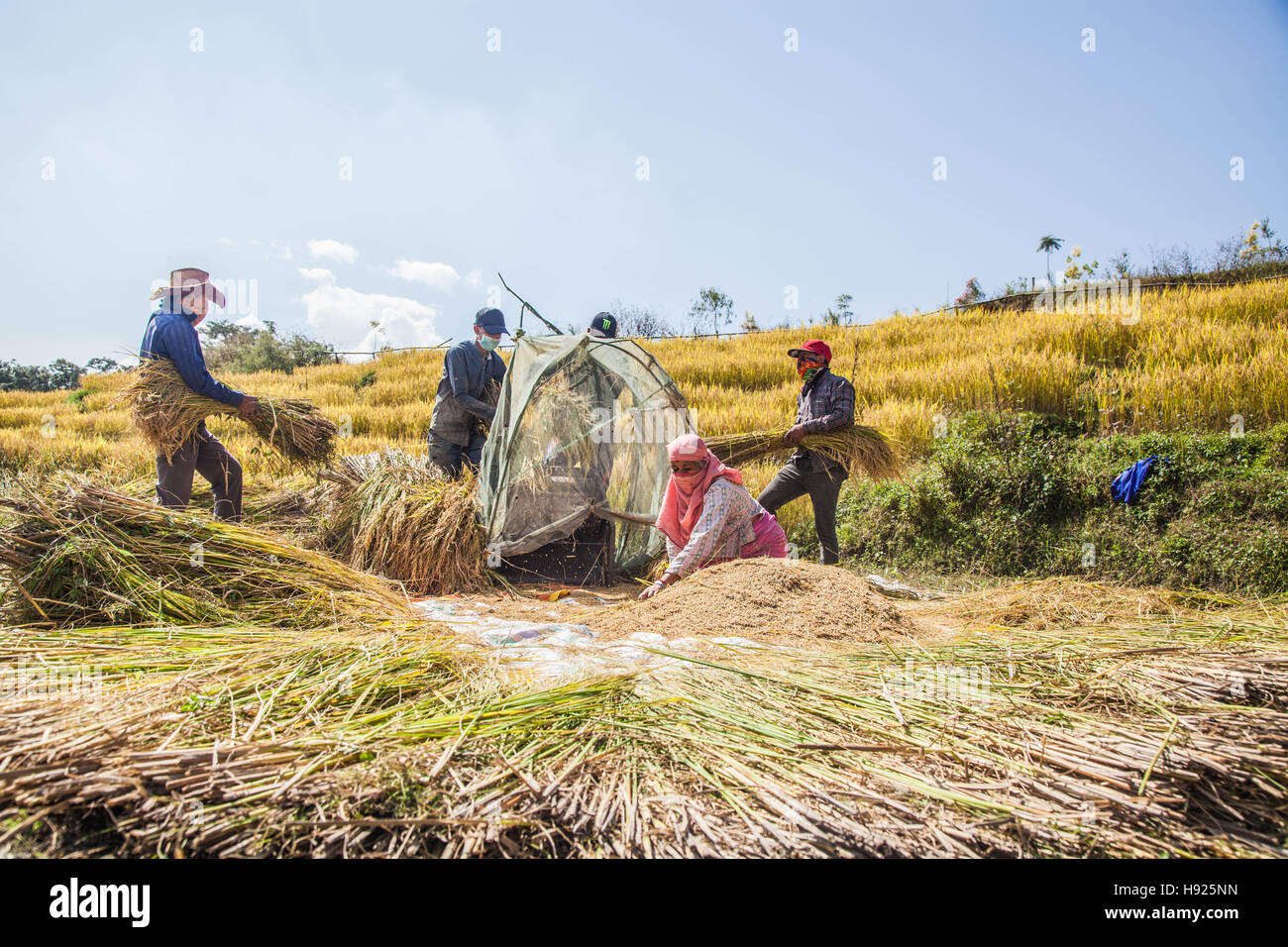 farmer rice Stock Photo - Alamy
