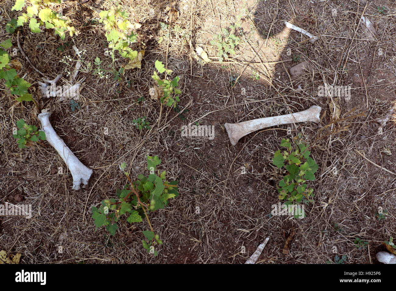 Animal bones in the open ground Stock Photo - Alamy
