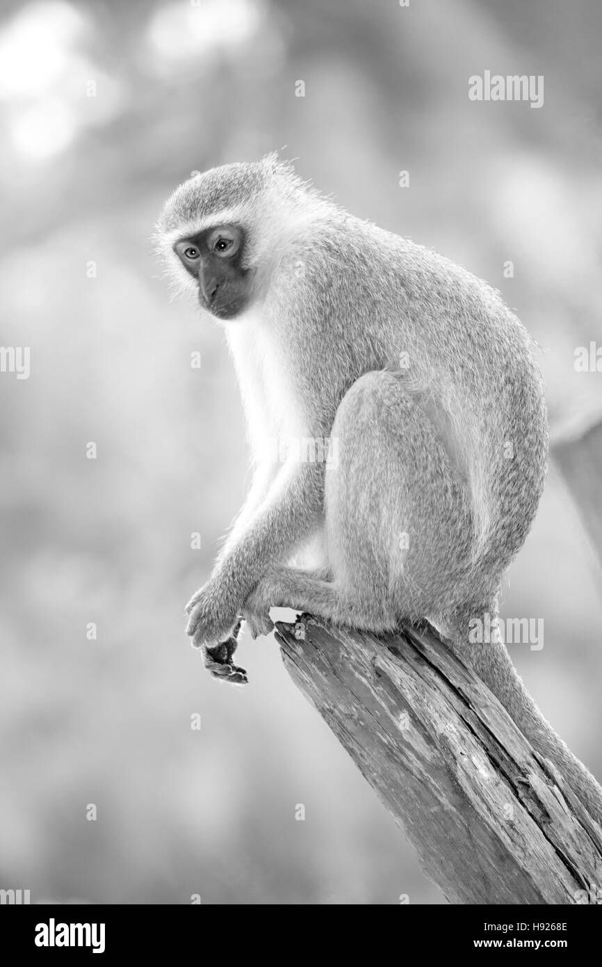 blur in south africa kruger wildlife nature reserve and wild monkey ...