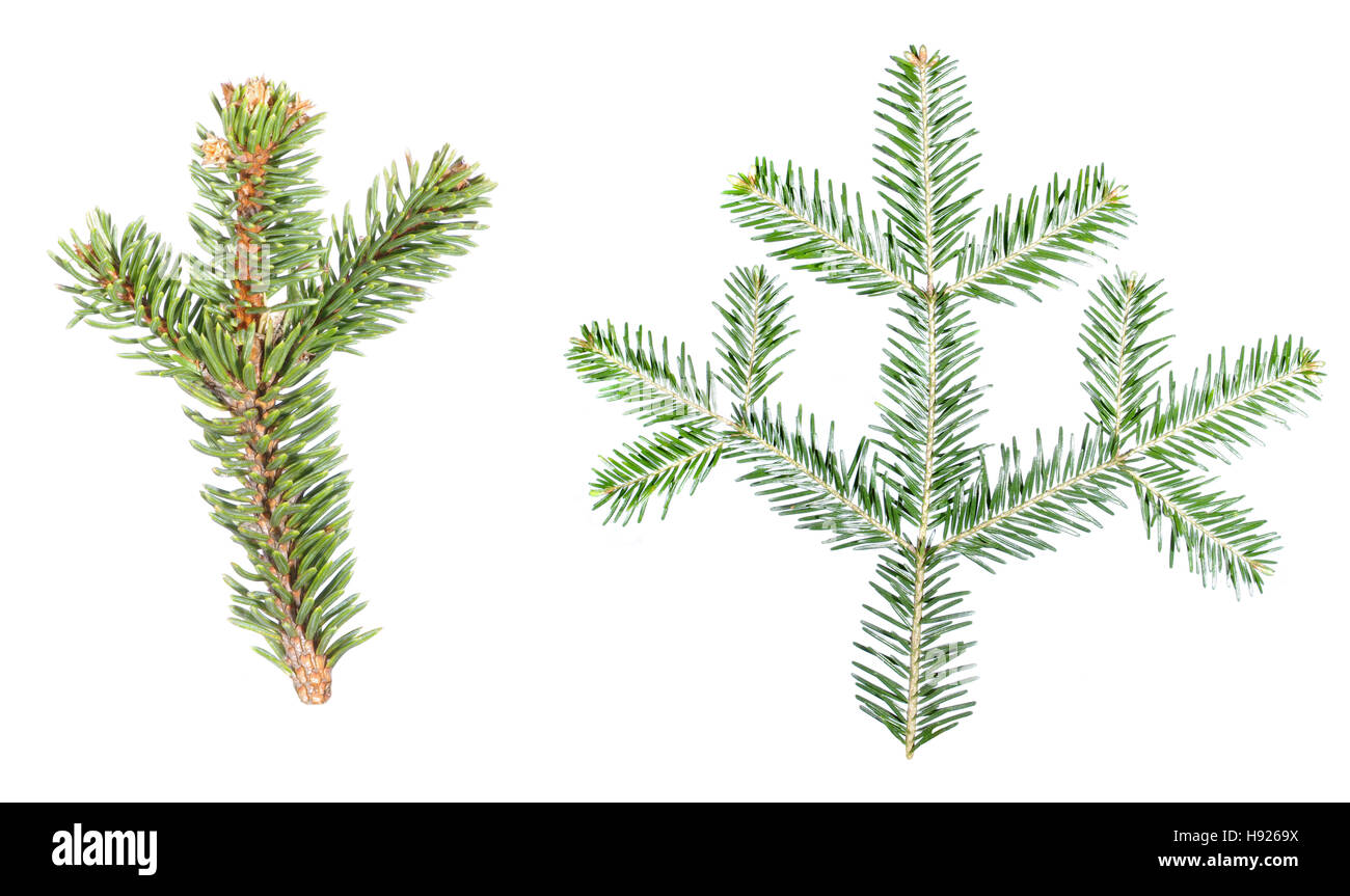 Christmas tree branch Stock Photo - Alamy