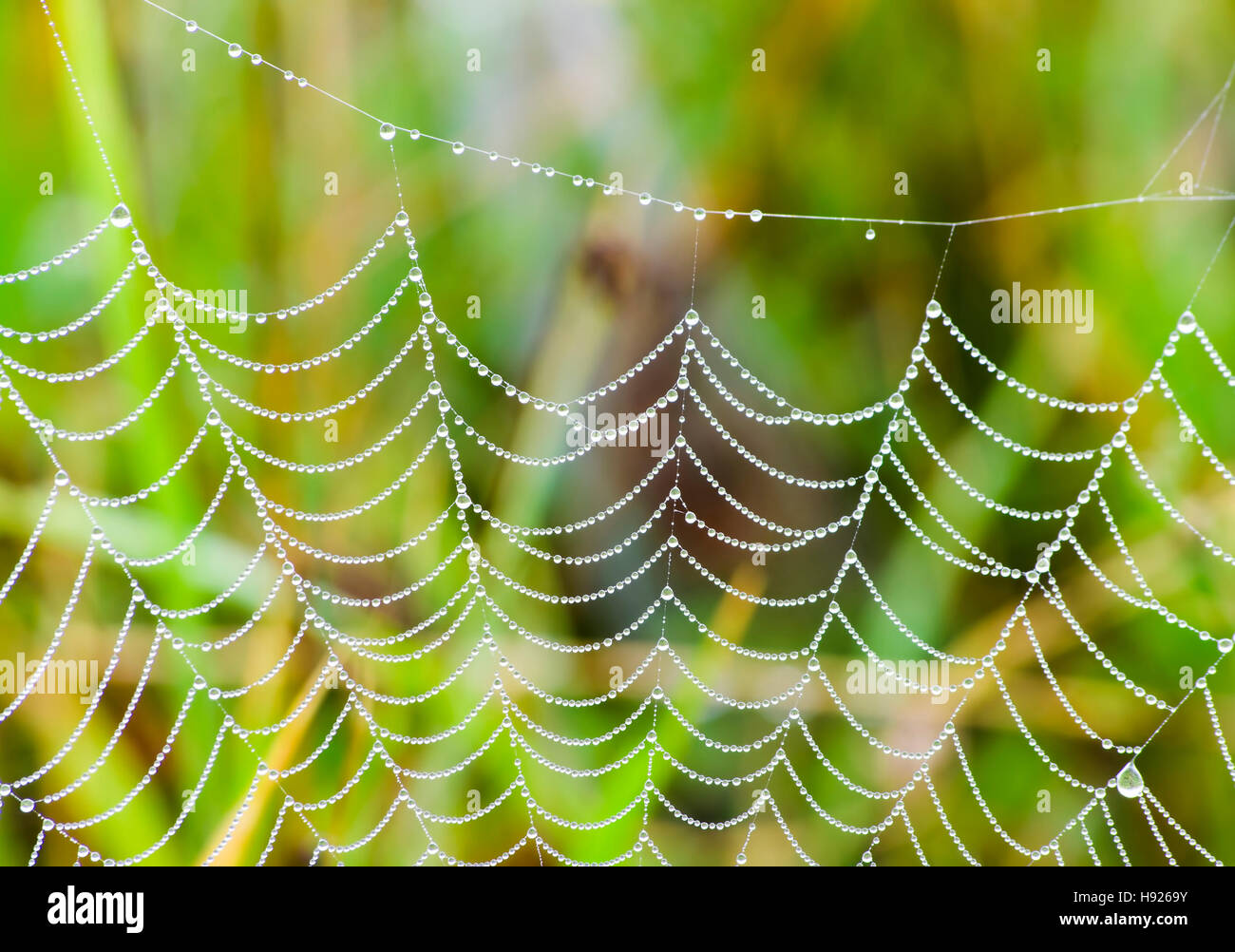 spider web closeup Stock Photo - Alamy