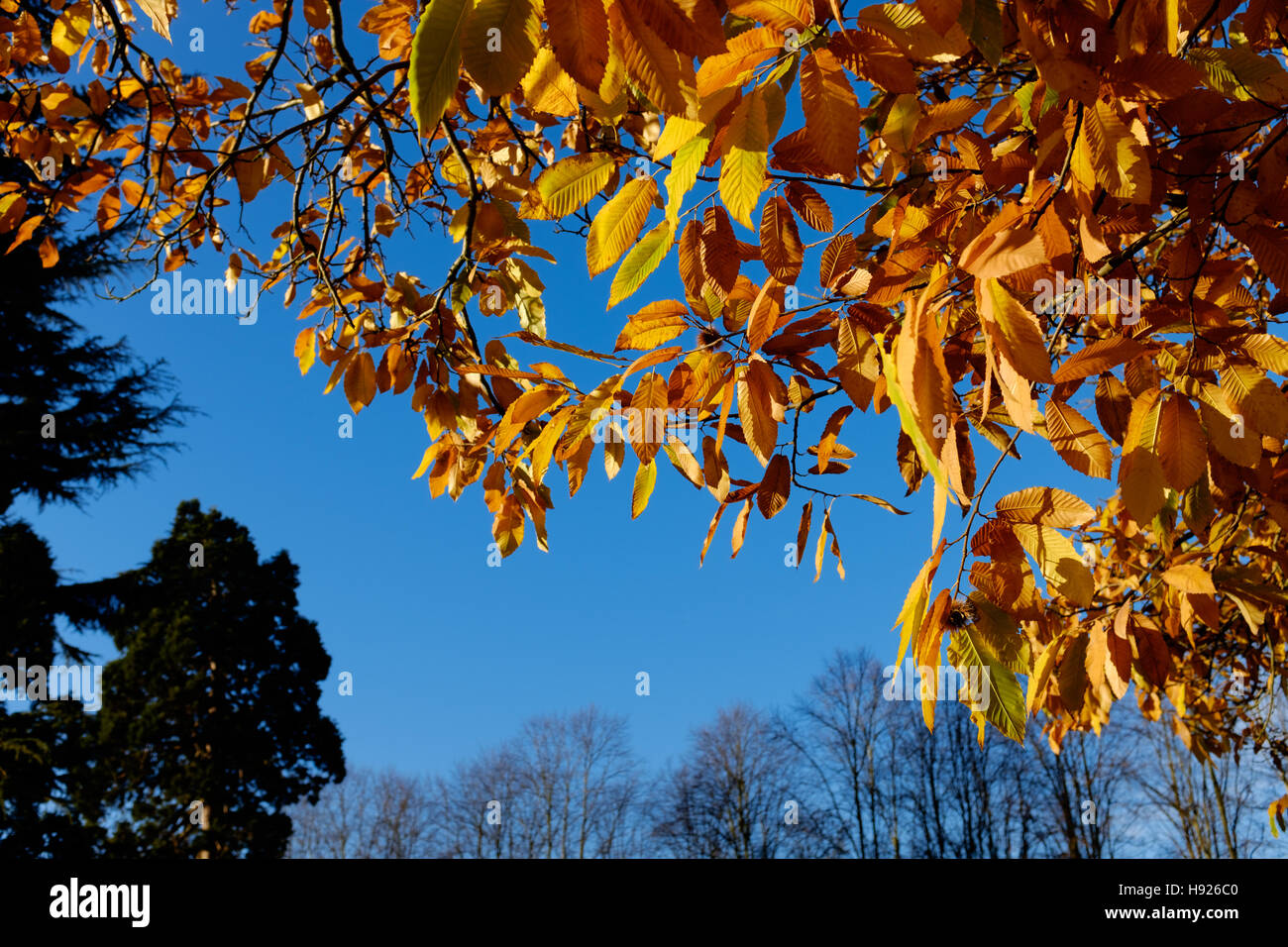 Golden autumn leaves against a bright blue sky Stock Photo - Alamy