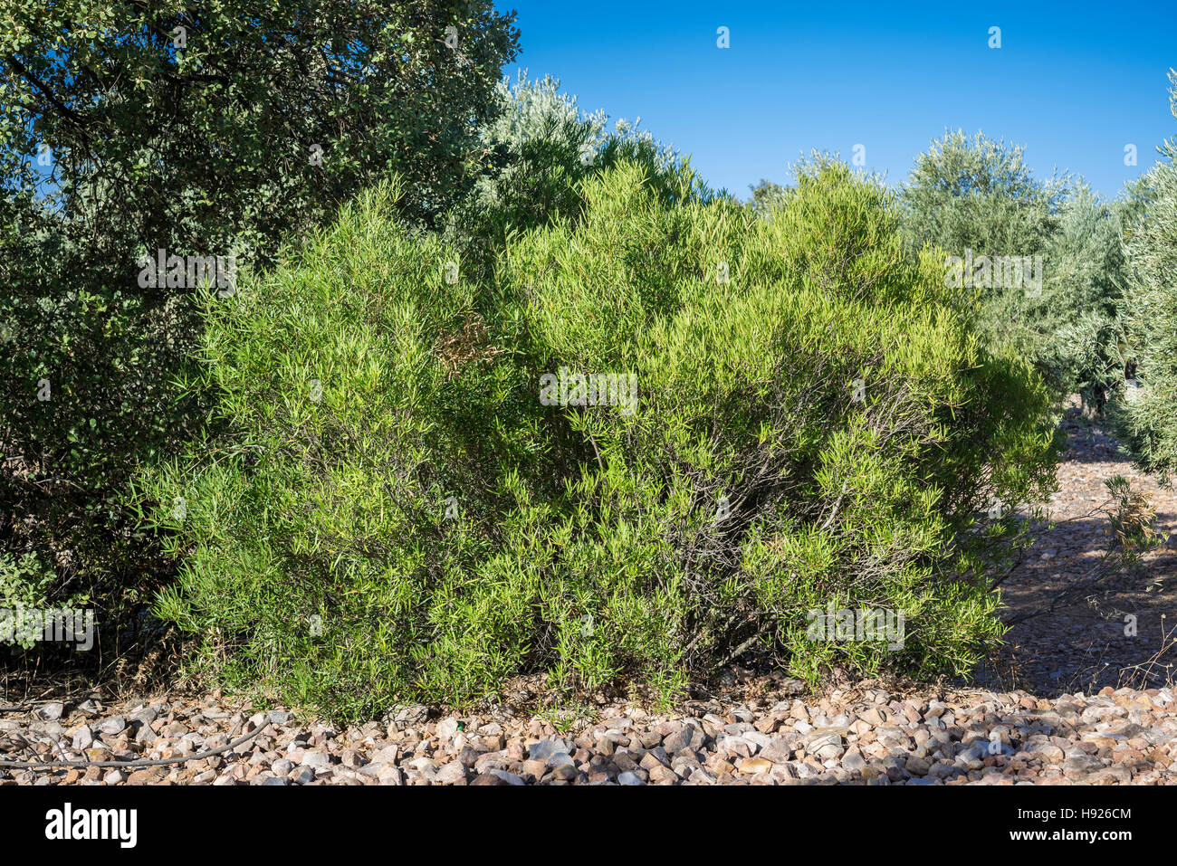 Foliage of Phillyrea angustifolia. It is a species in the family ...