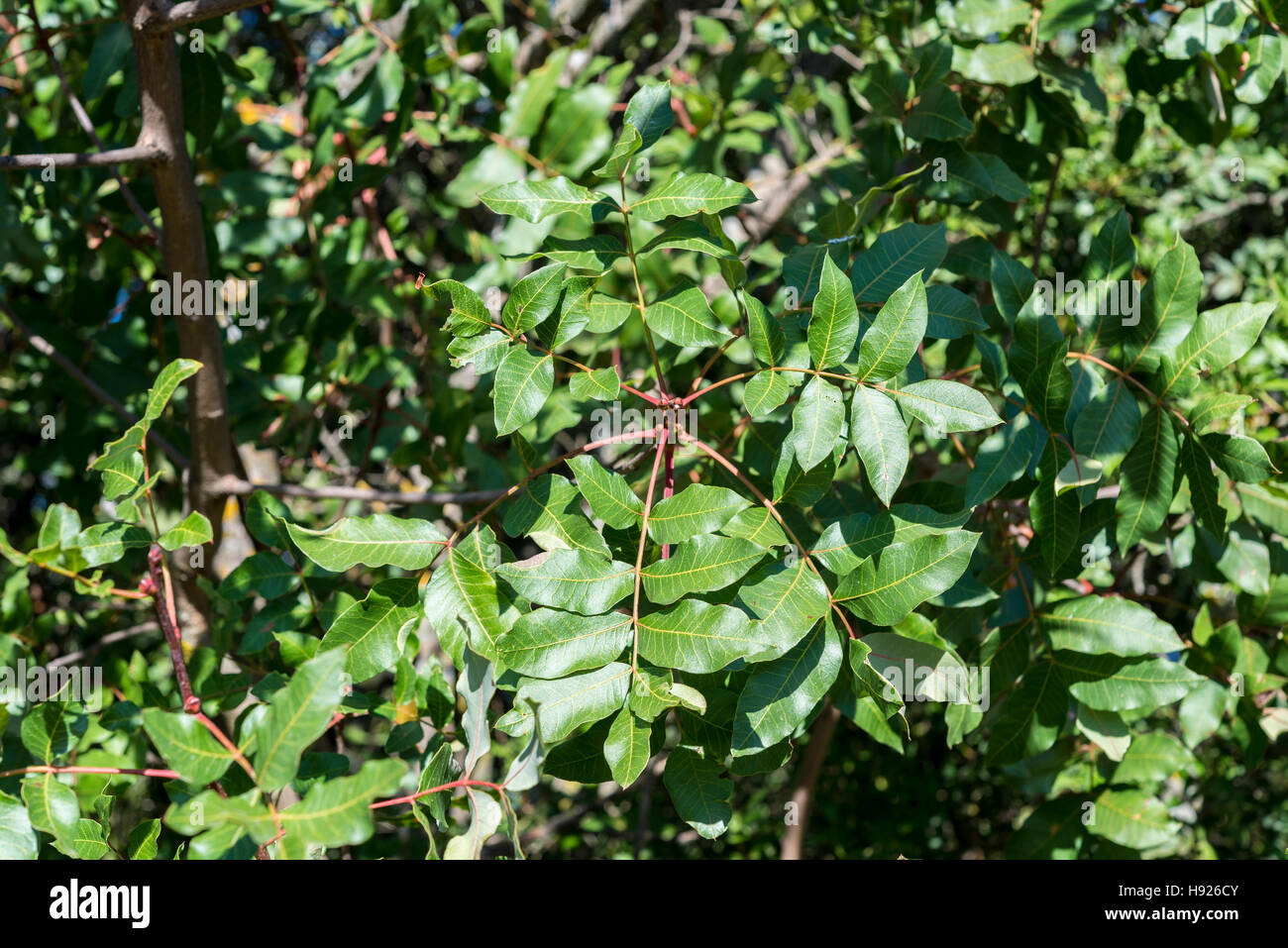 Foliage of Terebinth, Pistacia terebinthus. It is a species in the ...