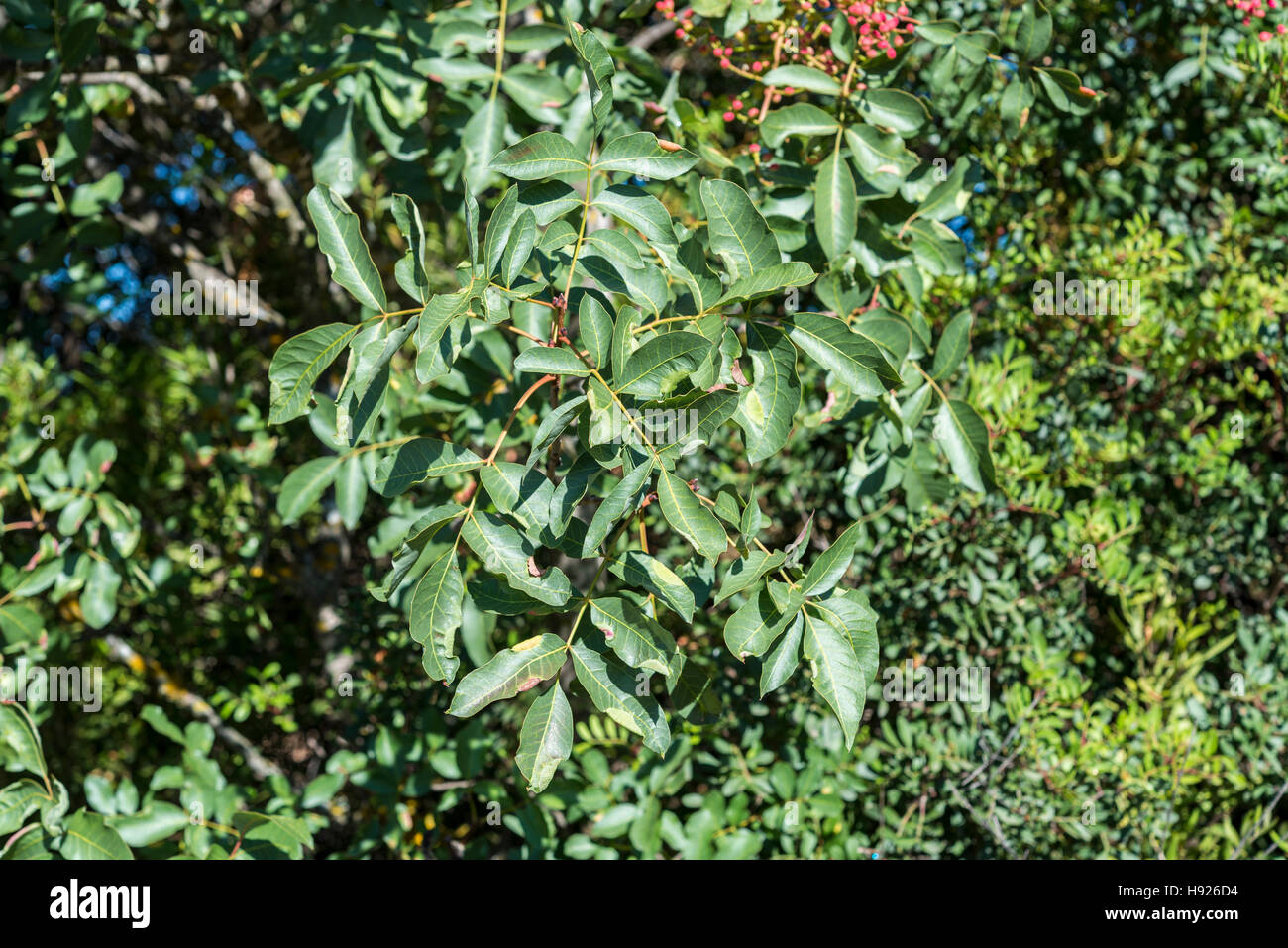 Pistacia terebinthus leaves hi-res stock photography and images - Alamy