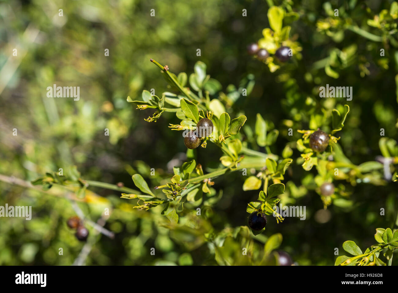 Foliage and fruits of Wild Jasmine, Jasminum fruticans. It is a species ...