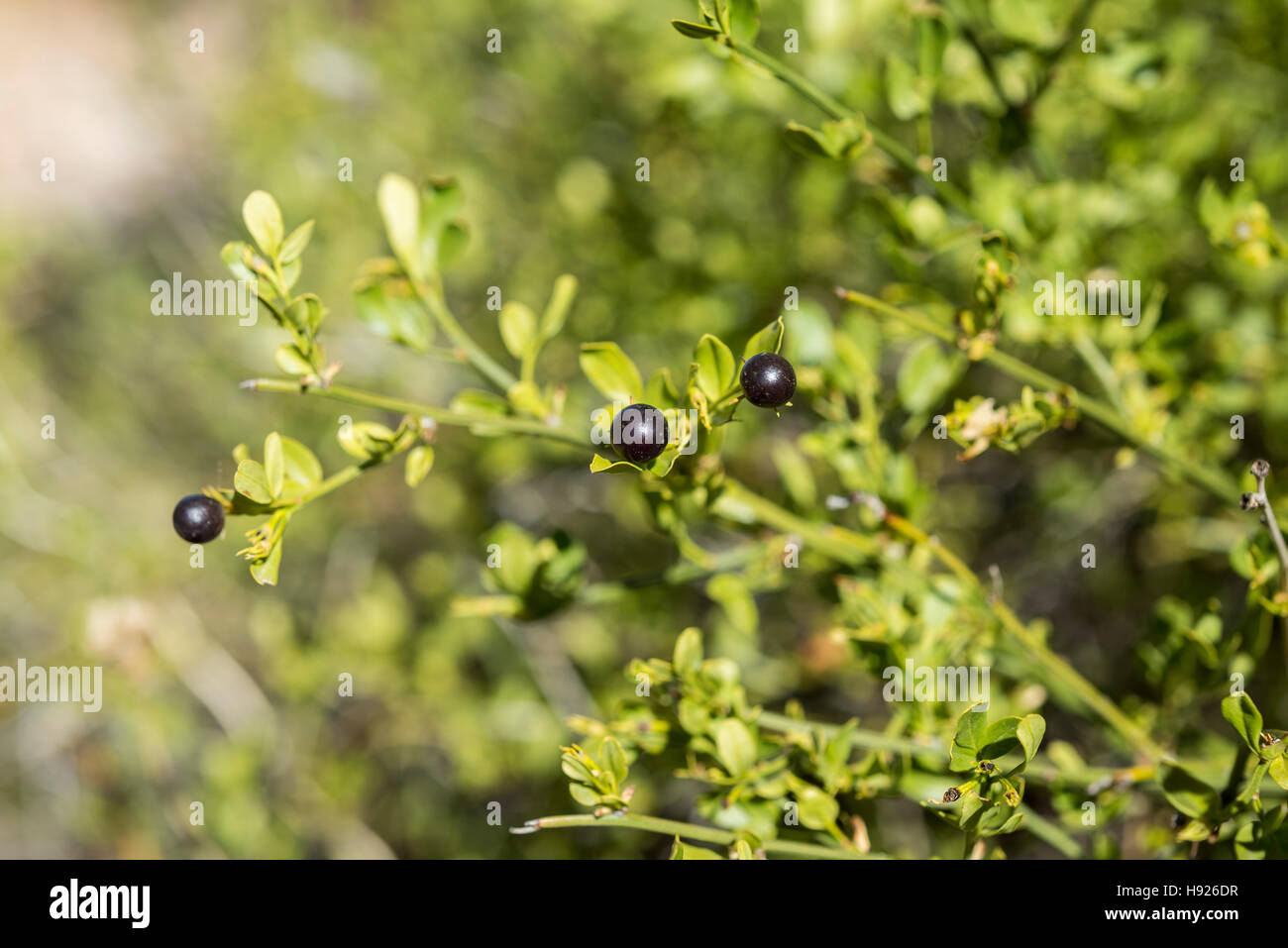 Foliage and fruits of Wild Jasmine, Jasminum fruticans. It is a species ...
