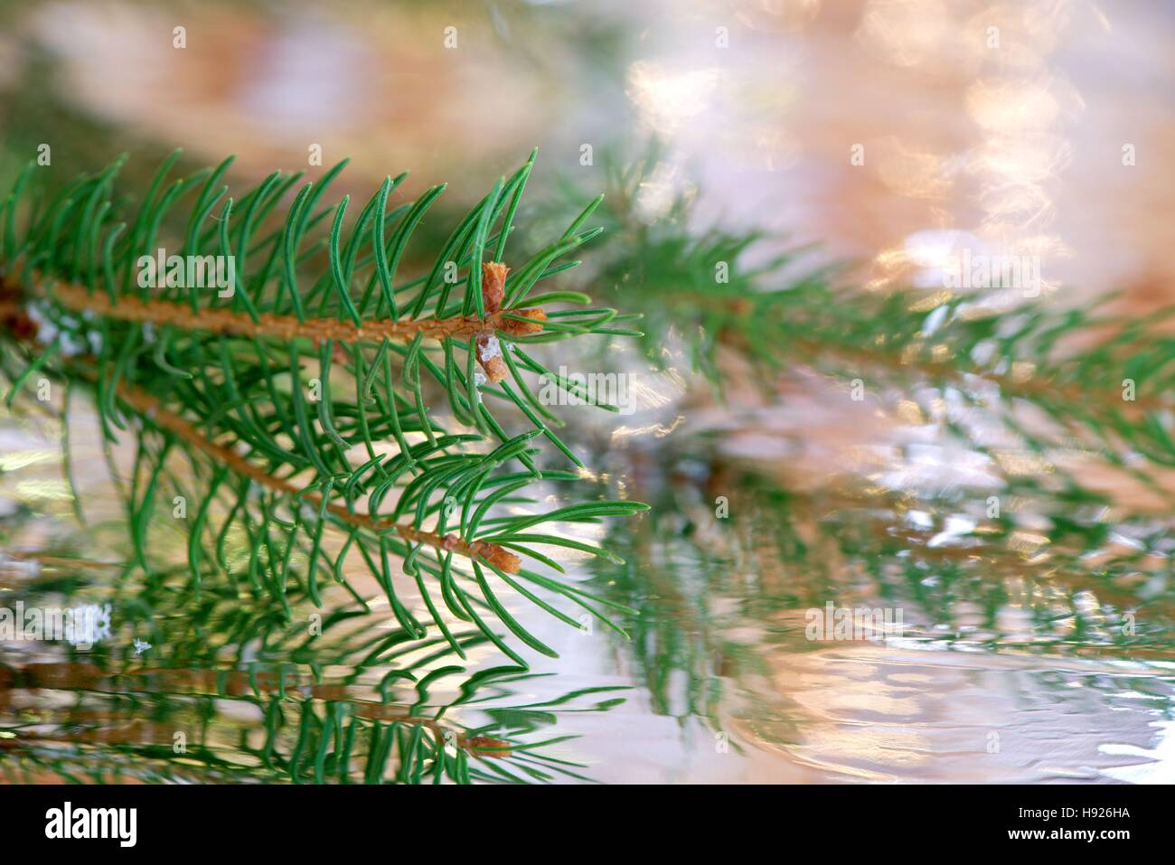 Green tree reflection hi-res stock photography and images - Alamy