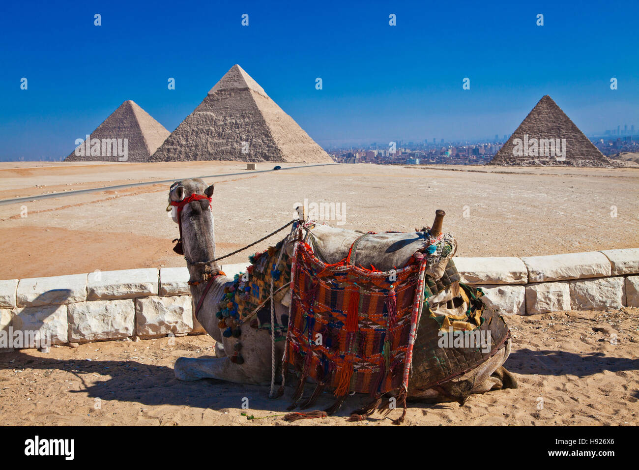A tourist camel looks towards the three Great Pyramids of the Giza ...