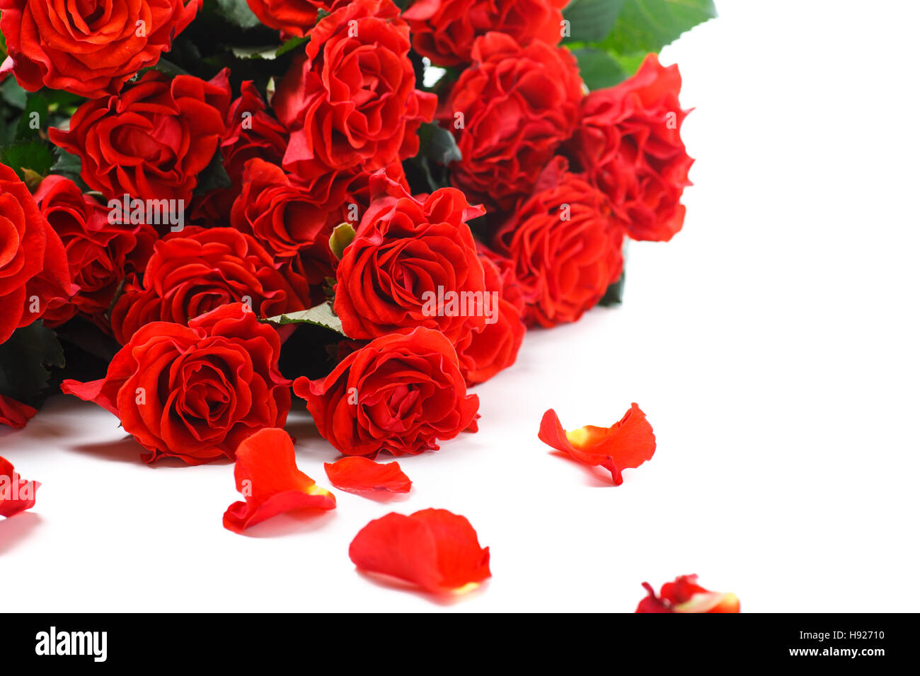 beautiful red rose Stock Photo - Alamy