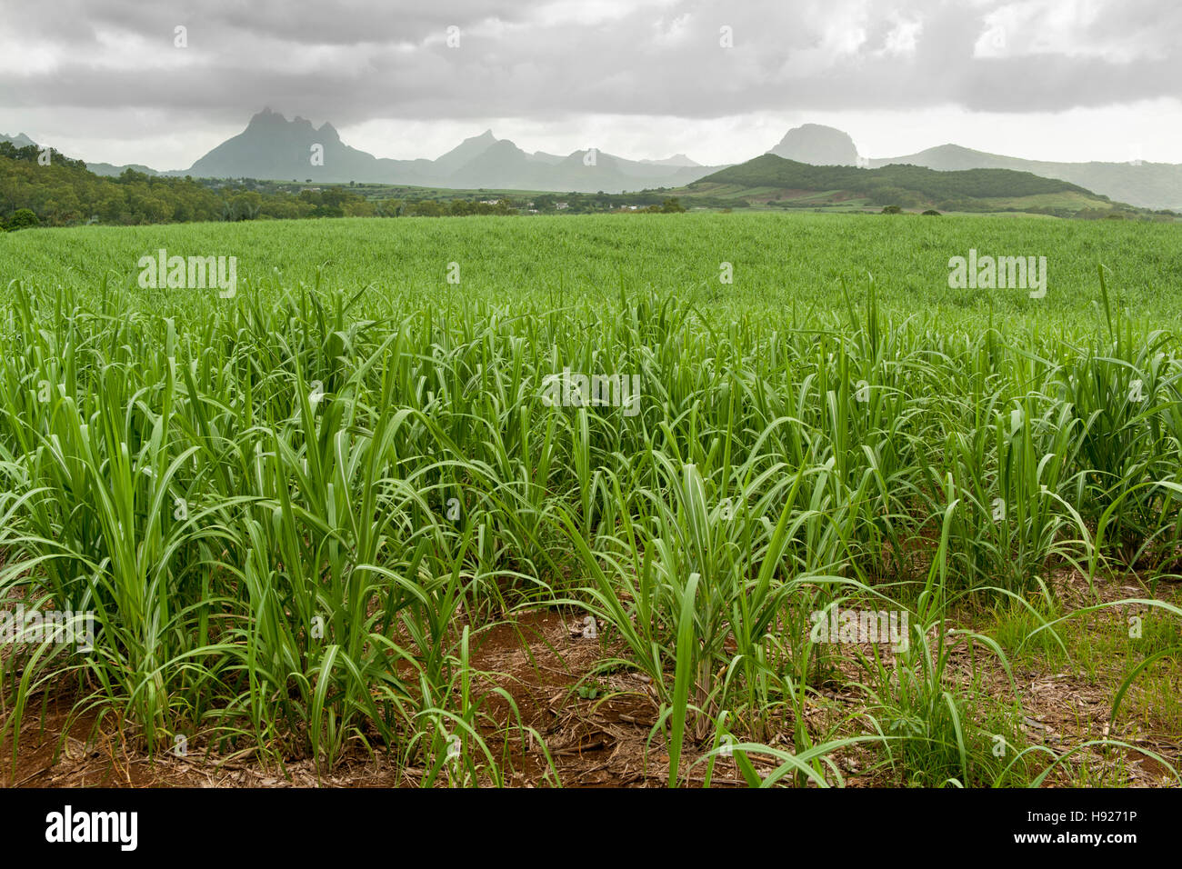 Sugar cane fields in Mauritius Stock Photo - Alamy