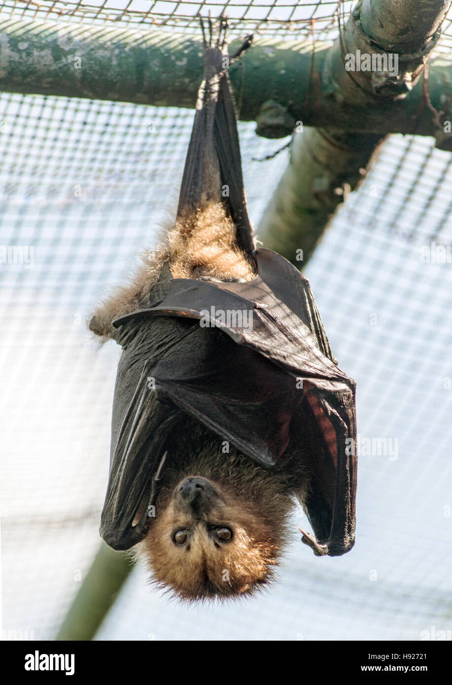 Bat roosting on the islet of Ile Aux Aigrettes in Mauritius Stock Photo ...