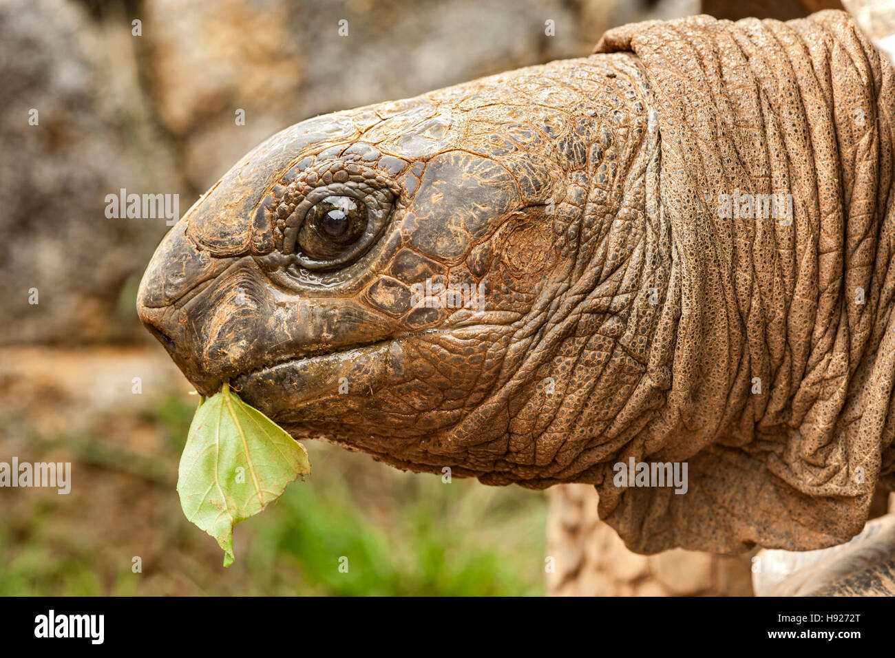 Giant tortoise at the Four Seasons Hotel in Mauritius Stock Photo - Alamy