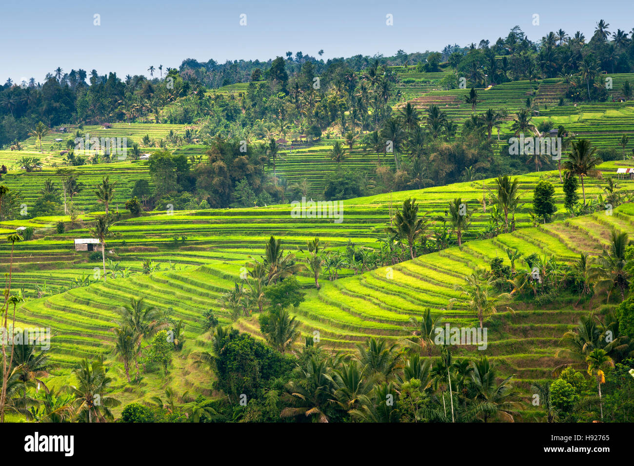 Bali unesco rice paddies hi-res stock photography and images - Alamy