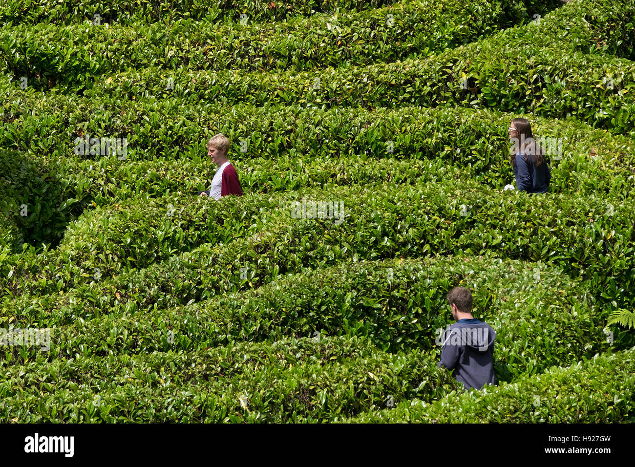 Three people lost in a laurel maze Stock Photo - Alamy