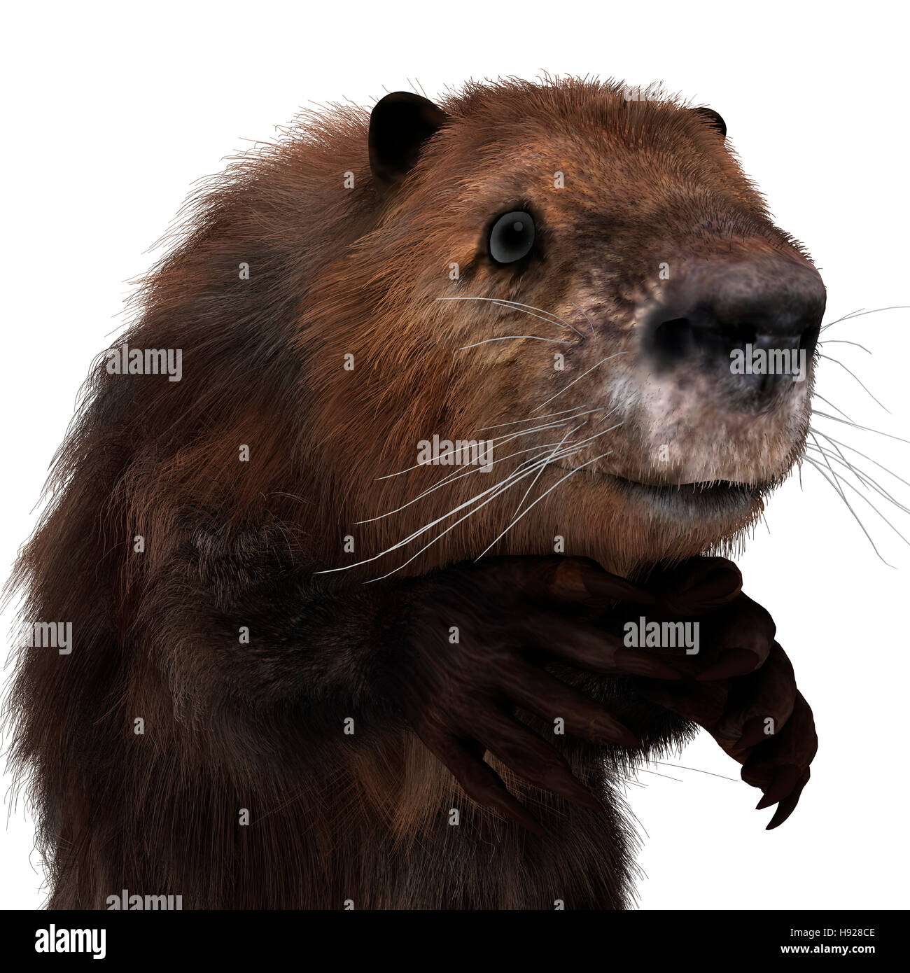 3D rendering of a beaver isolated on white background Stock Photo - Alamy