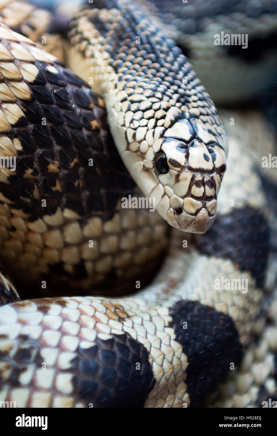 Black And White Snake Stock Photos & Black And White Snake Stock Images ...
