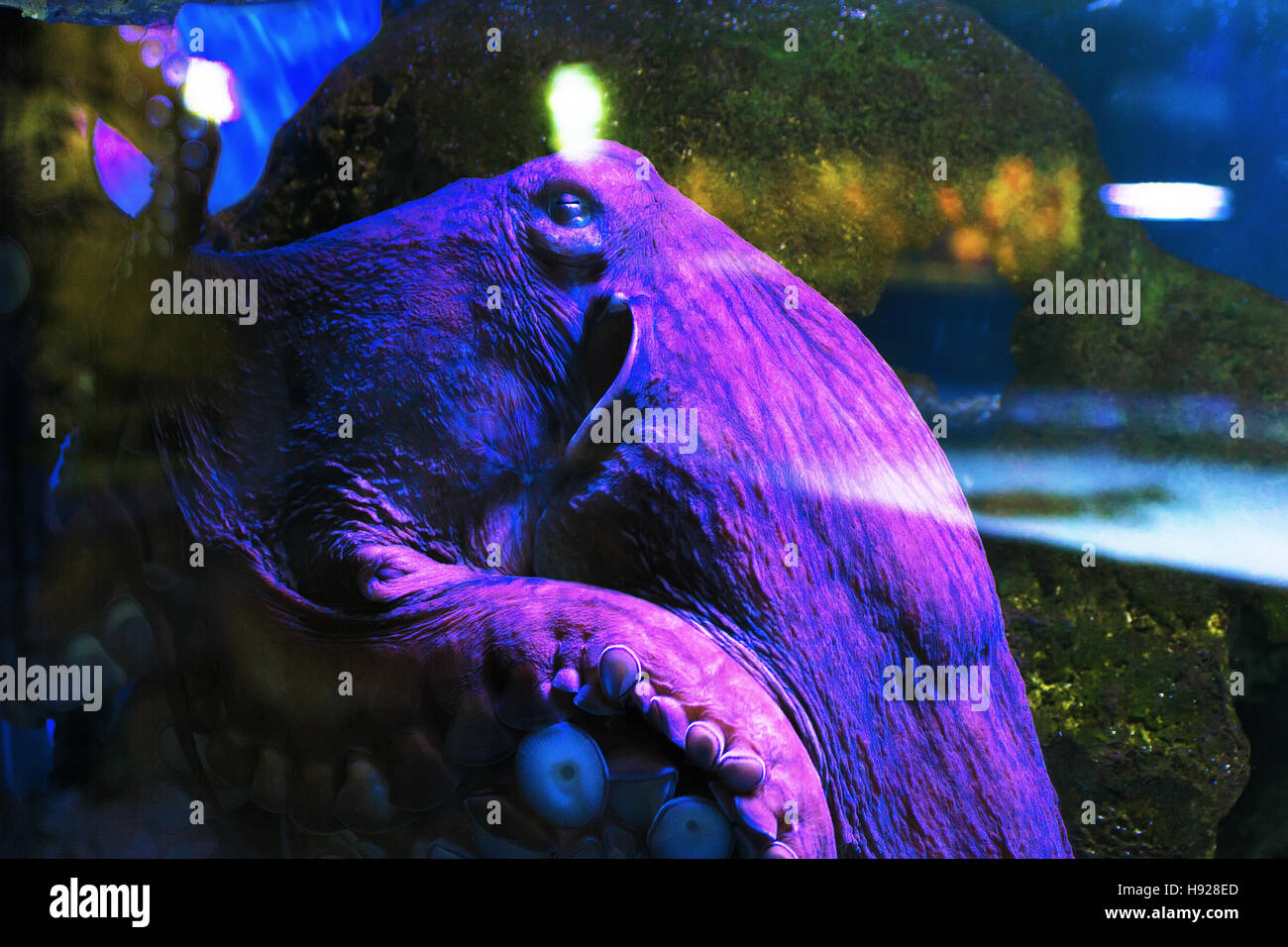 Devilfish hi-res stock photography and images - Alamy