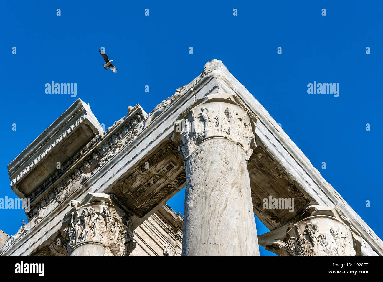 Corinthian column detail at the Temple of Antoninus and Faustina Stock ...