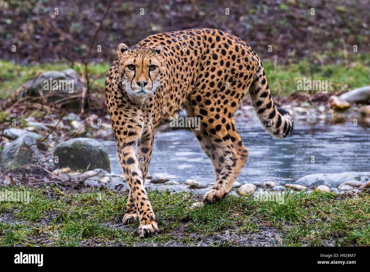 Cheetah zoo hi-res stock photography and images - Alamy