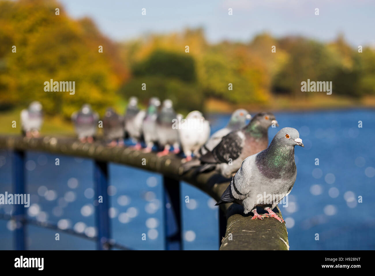 Liverpool pigeons hi-res stock photography and images - Alamy