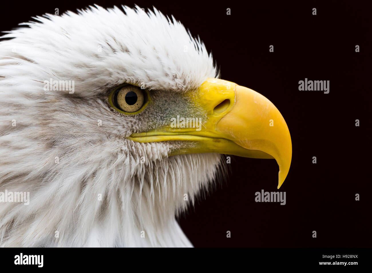 Extreme close up of a Bald Eagle looking into the distance Stock Photo ...