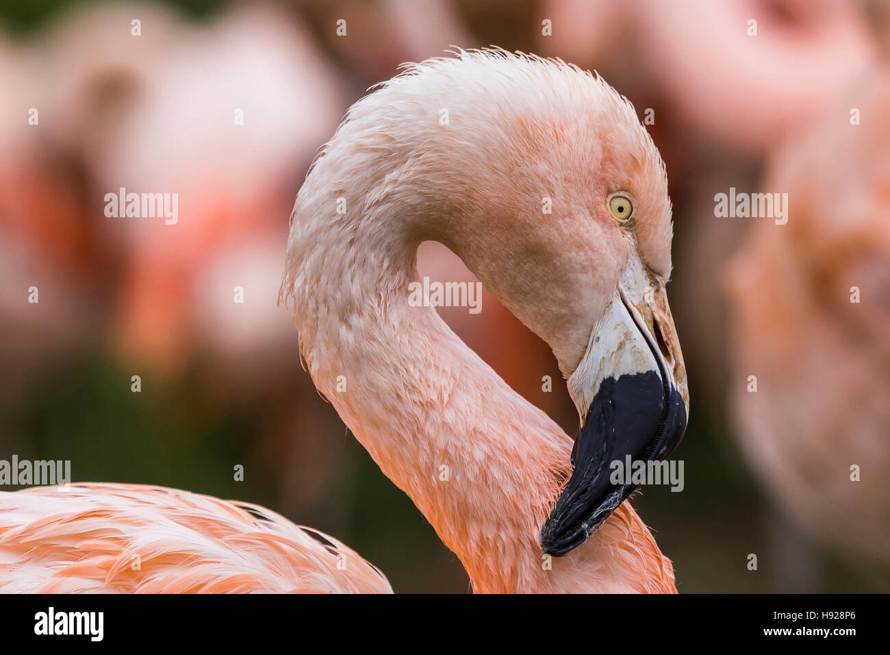 Flamingo cleaning hi-res stock photography and images - Alamy