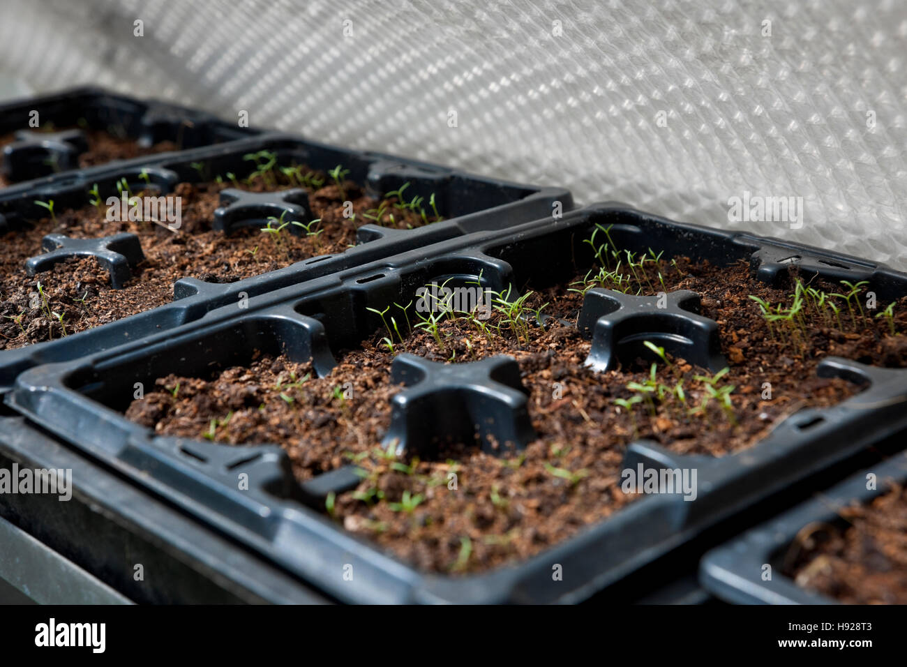 Pansy seedlings hi-res stock photography and images - Alamy
