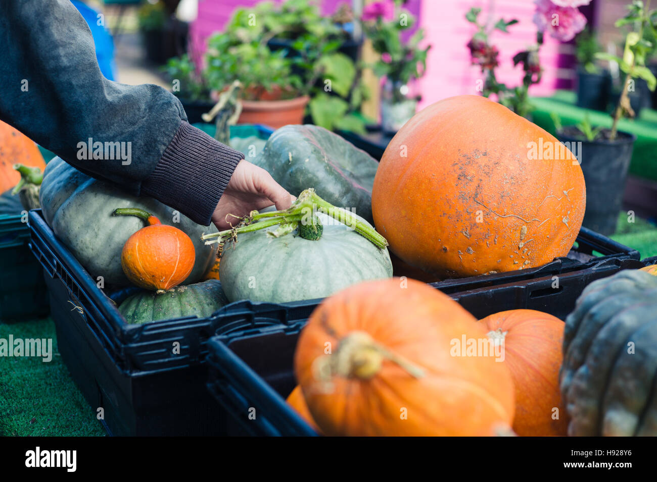 A young female hand is touching a selection of pumpkins Stock Photo - Alamy