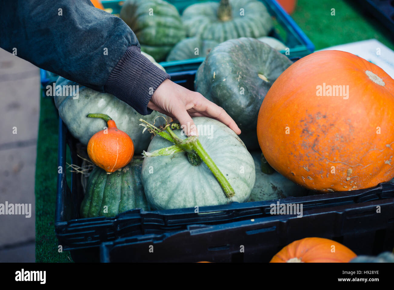 A young female hand is touching a selection of pumpkins Stock Photo - Alamy