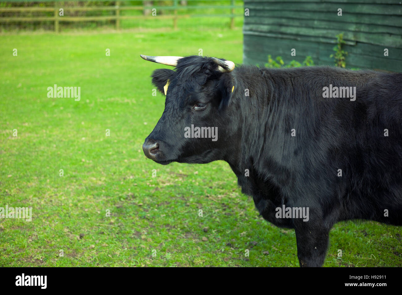 A beautiful young bull standing around on the grass of a farm Stock ...