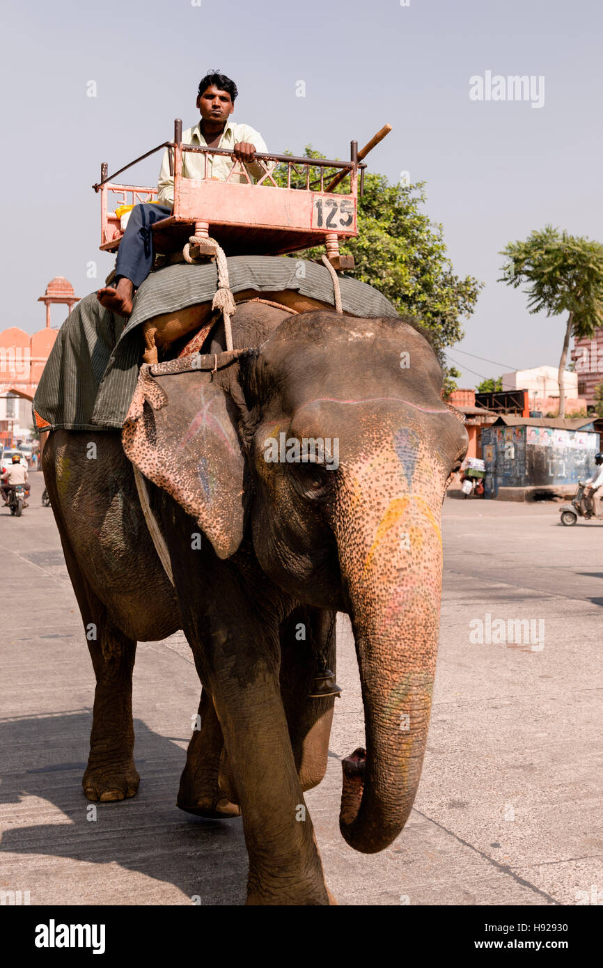 An elephant in traffic on the roads of Jaipur Stock Photo - Alamy