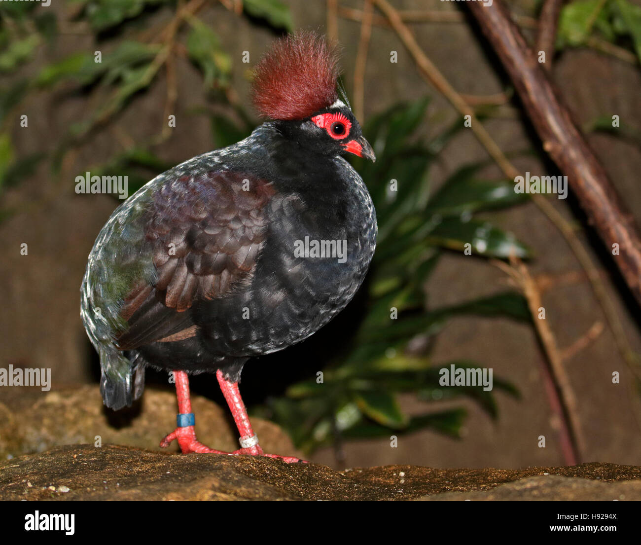 Crested Wood Partridge / Roul Roul Partridge (rollulus rouloul Stock ...
