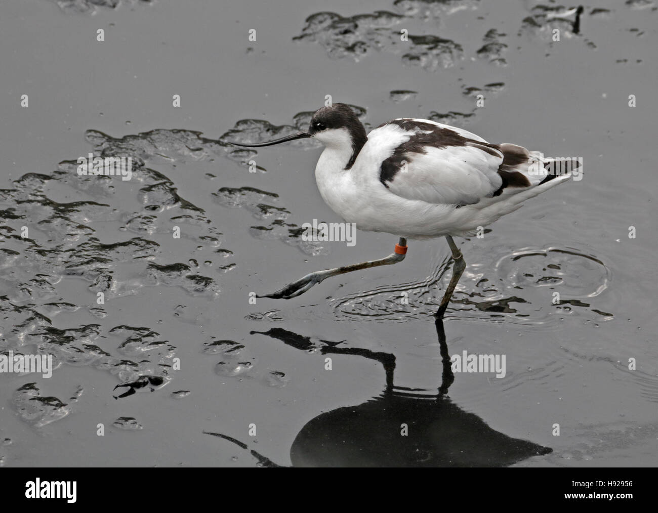 The pied avocet hi-res stock photography and images - Alamy