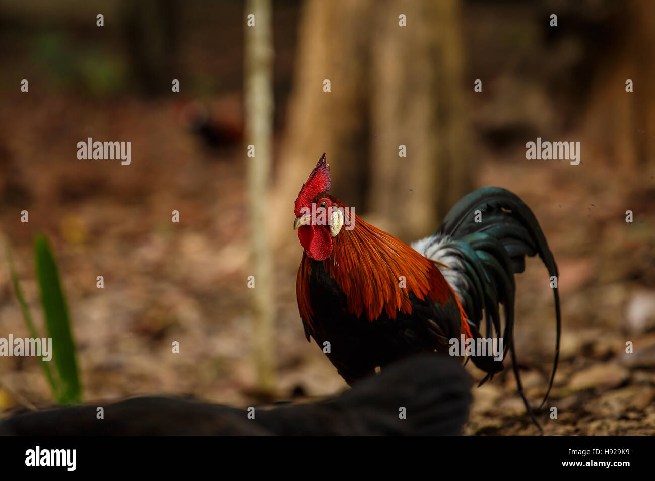 Magnificent Rooster High Resolution Stock Photography and Images - Alamy