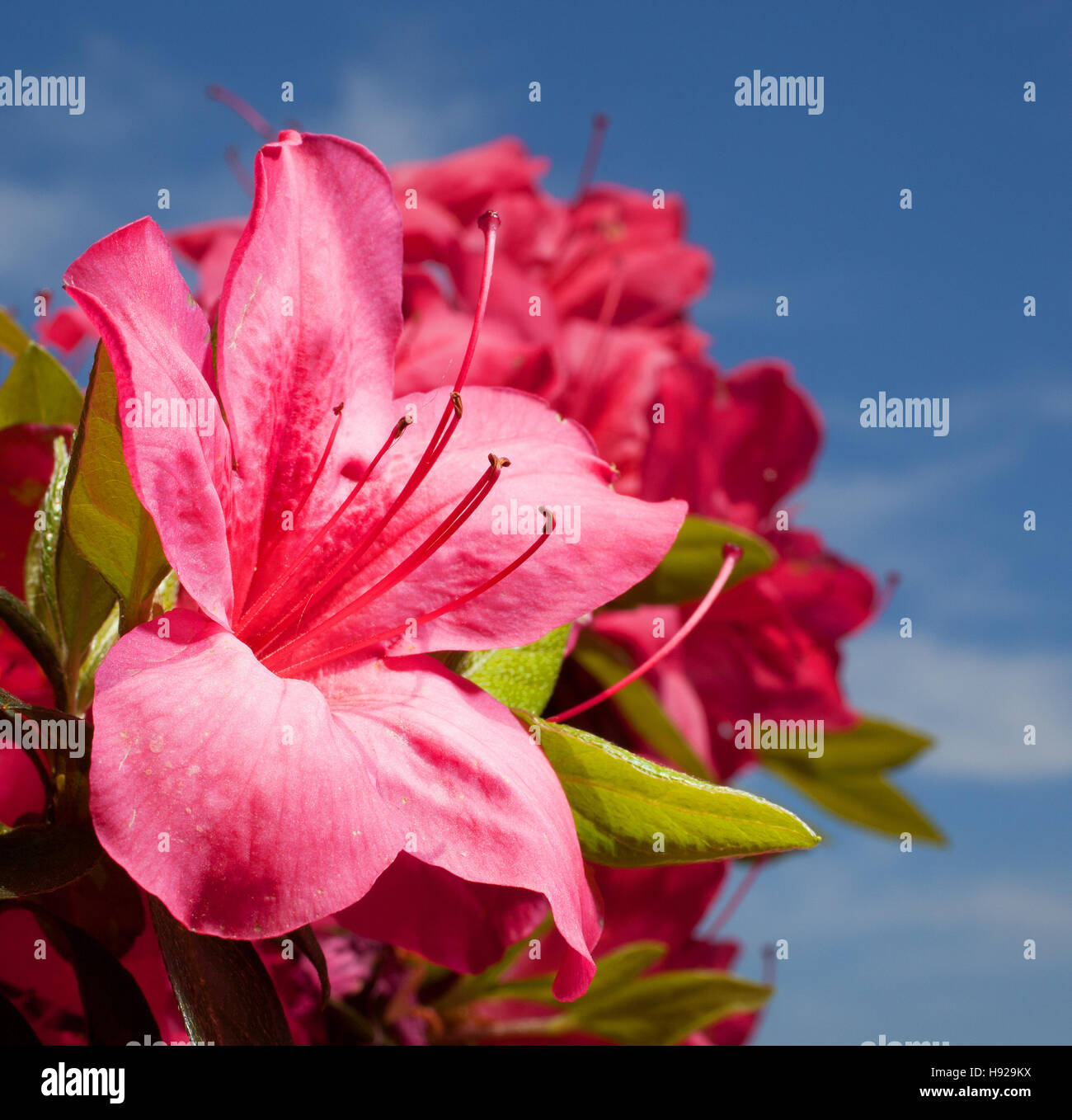 Blue azalea bush hi-res stock photography and images - Alamy