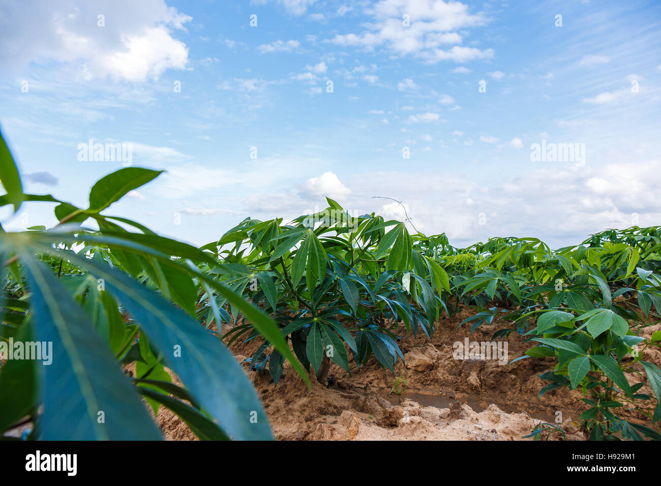 Cassava tree in farm at Thailand Stock Photo - Alamy