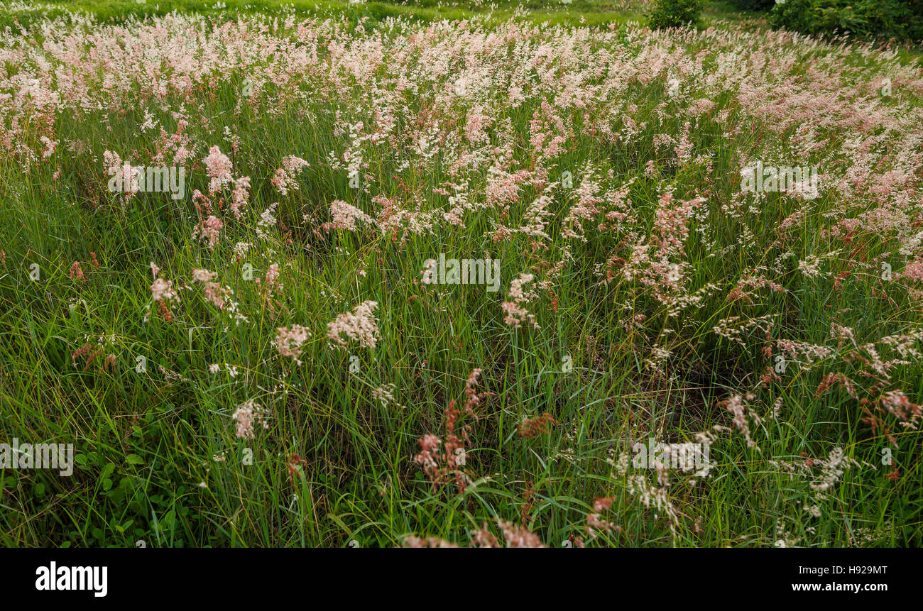 Grass swaying in the wind Stock Photo - Alamy