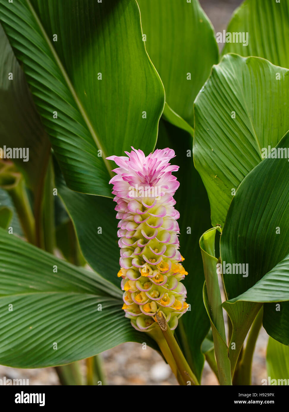 Summer in siam hi-res stock photography and images - Alamy