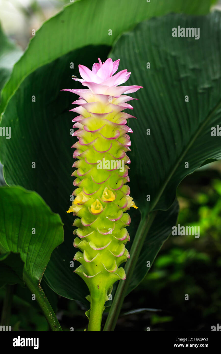 siam tulip flower or Patumma in garden Stock Photo - Alamy